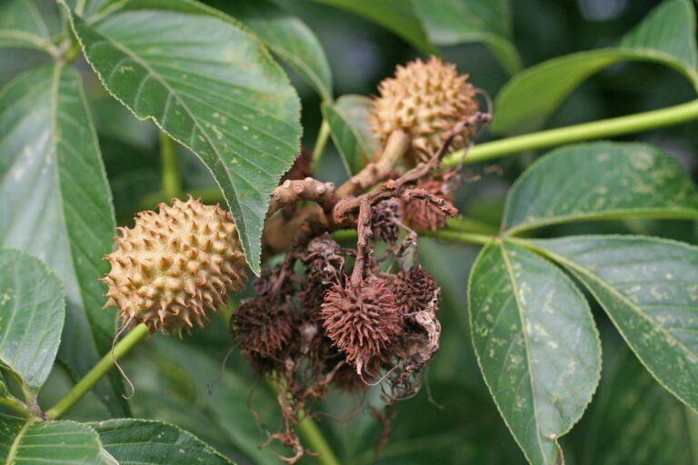 Ohio buckeye – Woody Plants of Ohio