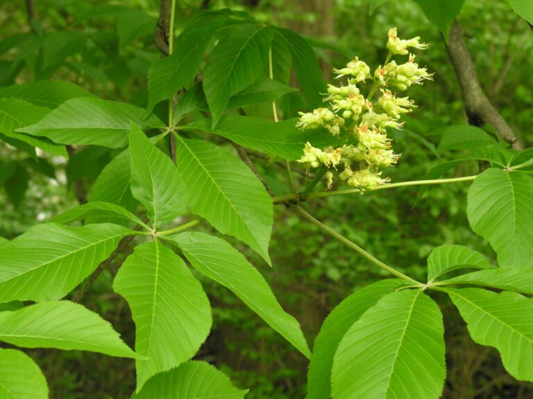 Ohio buckeye – Woody Plants of Ohio