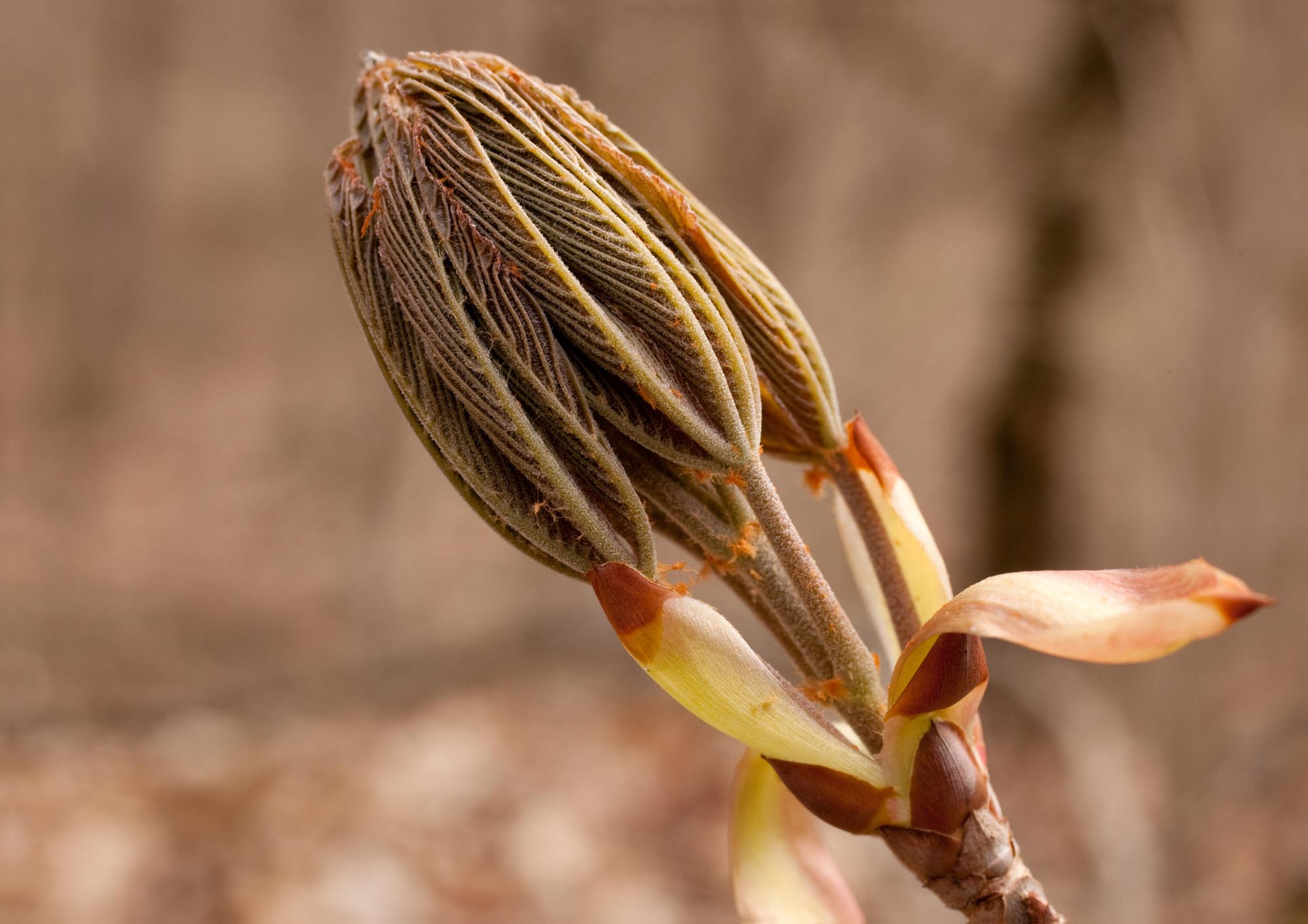 Ohio buckeye – Woody Plants of Ohio