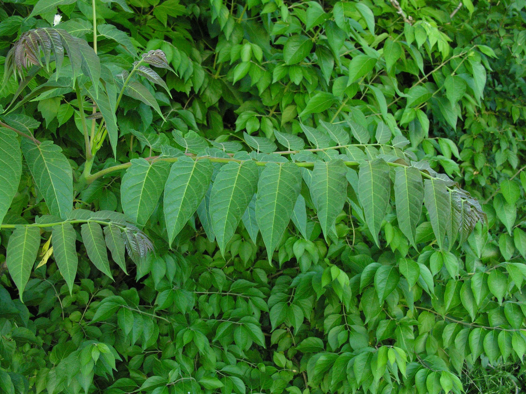 tree of heaven – Woody Plants of Ohio