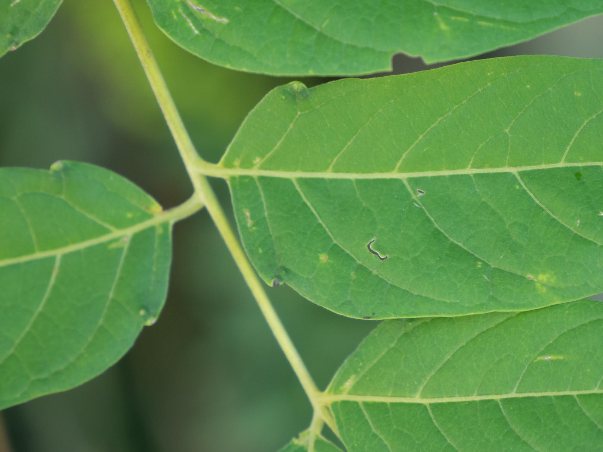 tree-of-heaven – Woody Plants of Ohio