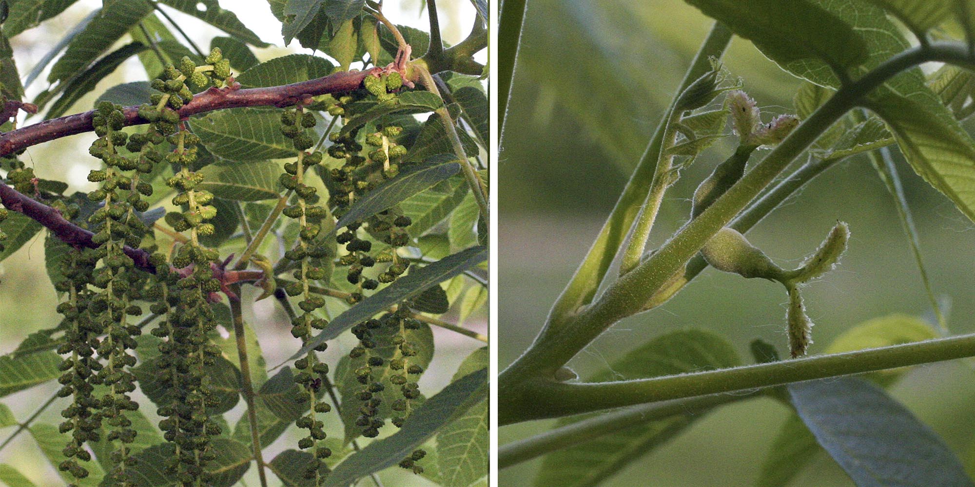 black walnut – Woody Plants of Ohio