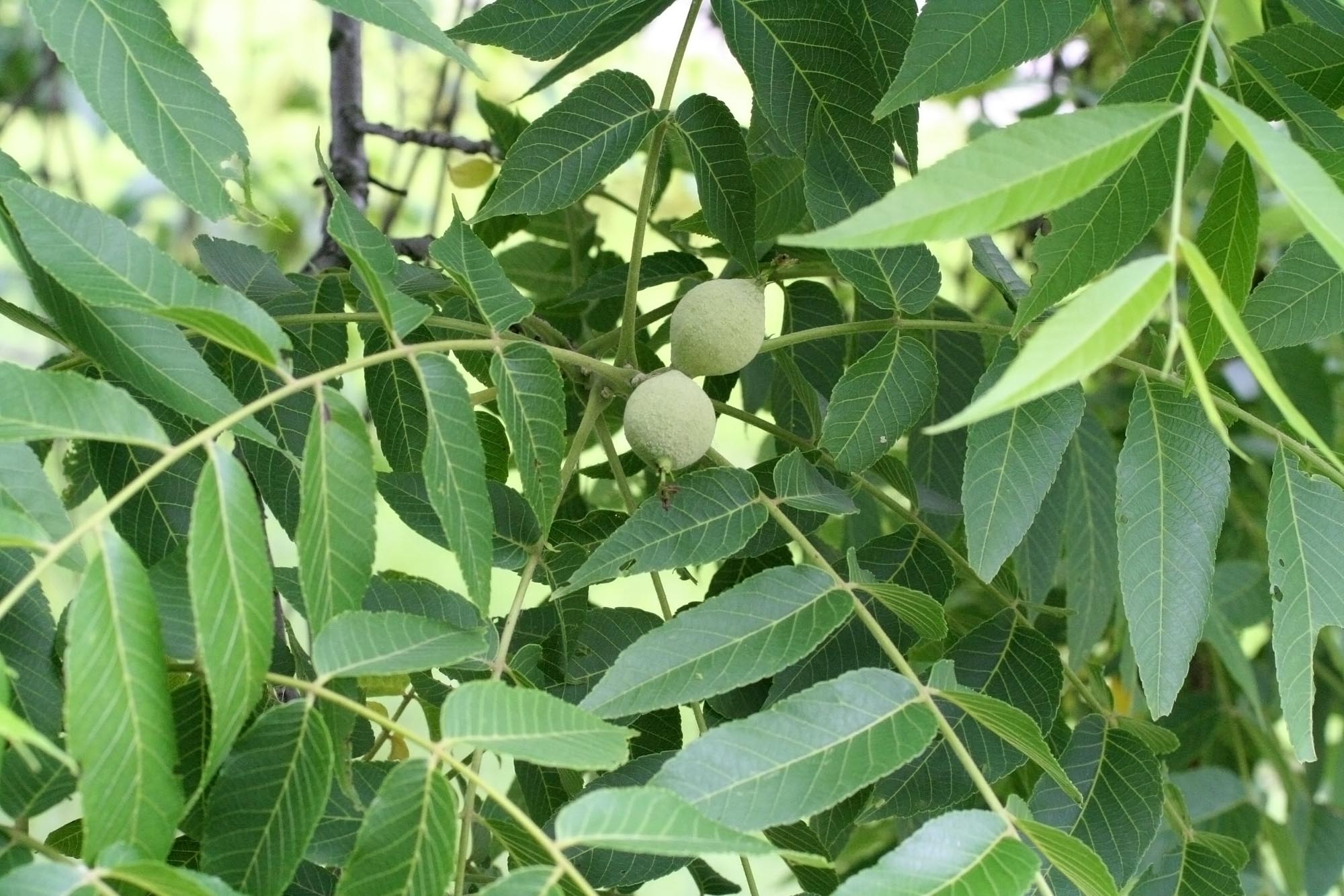 black walnut – Woody Plants of Ohio