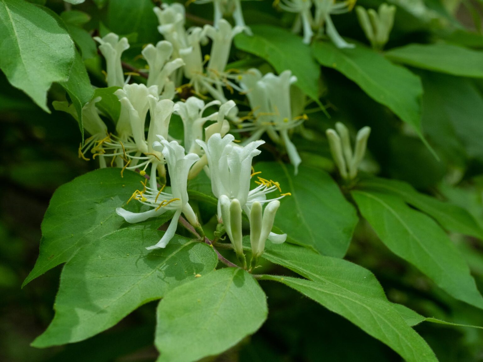 Amur honeysuckle – Woody Plants of Ohio