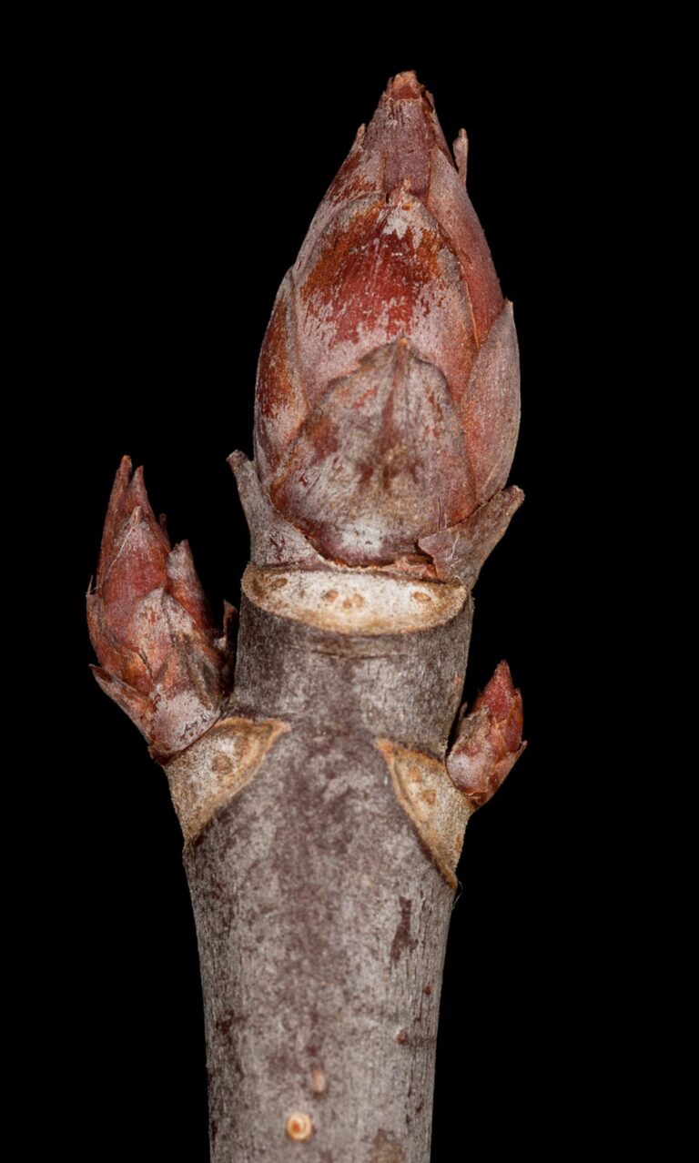 Ohio buckeye – Woody Plants of Ohio