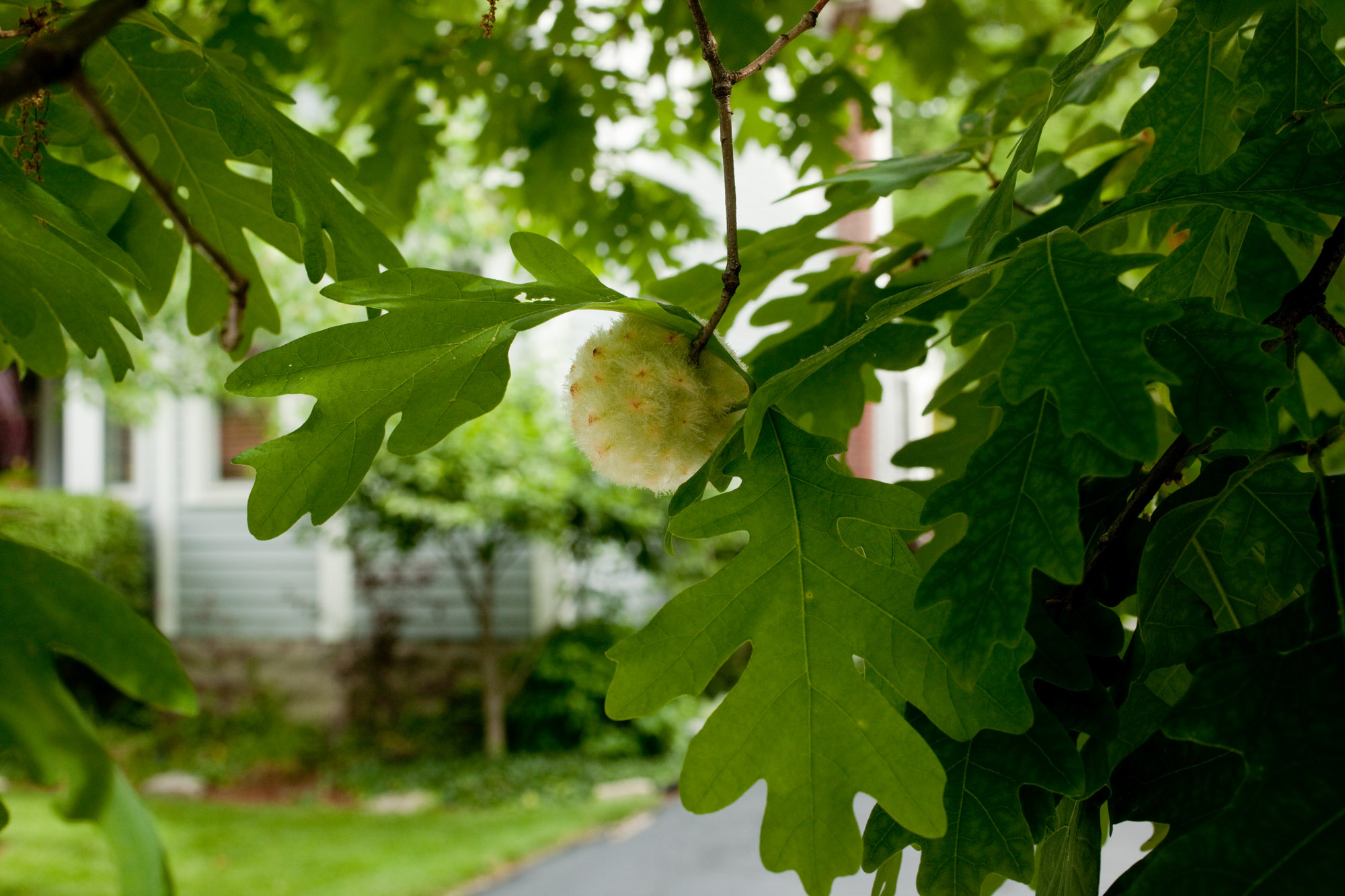 white oak – Woody Plants of Ohio