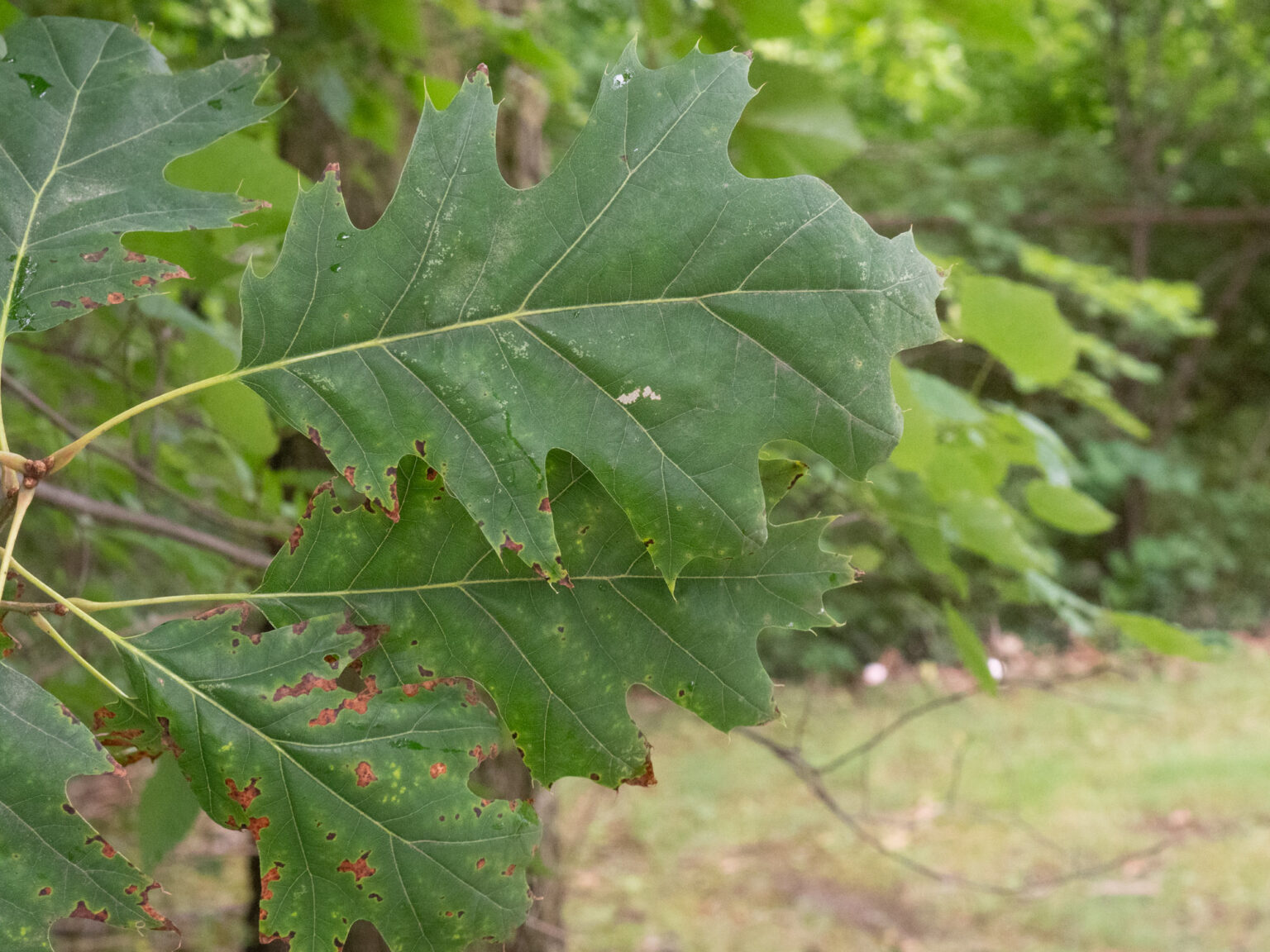 Northern Red Oak Woody Plants Of Ohio