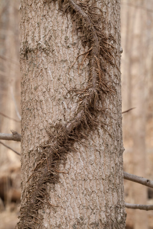 Poison ivy Woody Plants Of Ohio Poison ivy Woody Plants Of Ohio