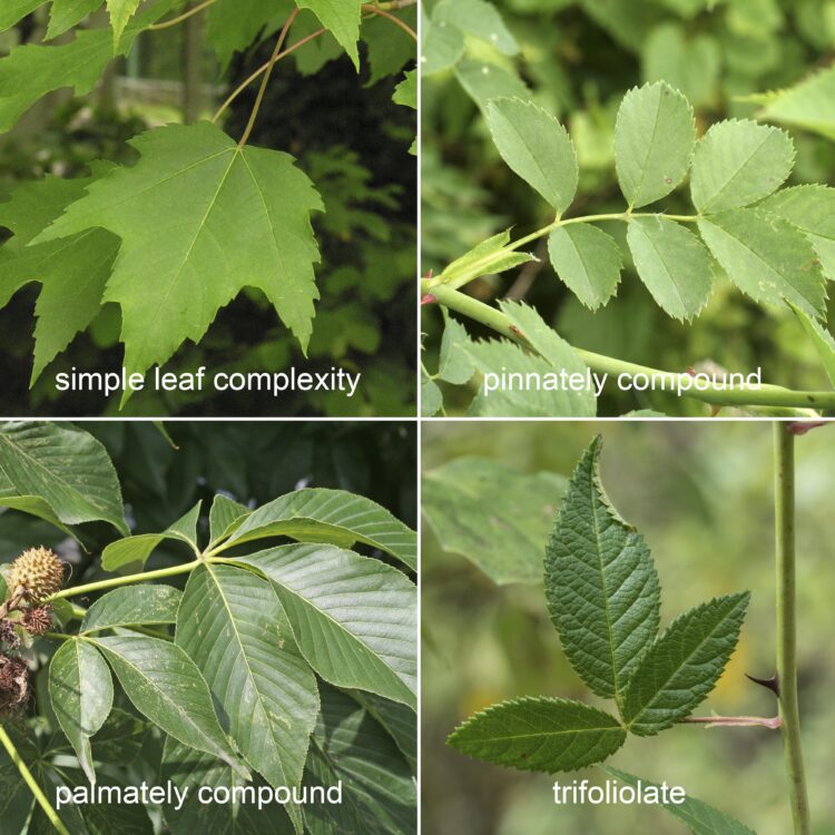 Woody Plants Of Ohio Your Online Companion To ENR 3321 Biology And
