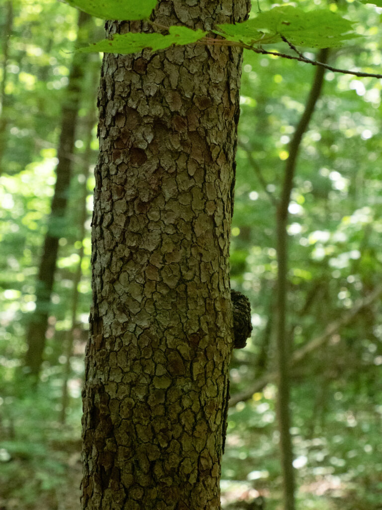 flowering dogwood – Woody Plants of Ohio