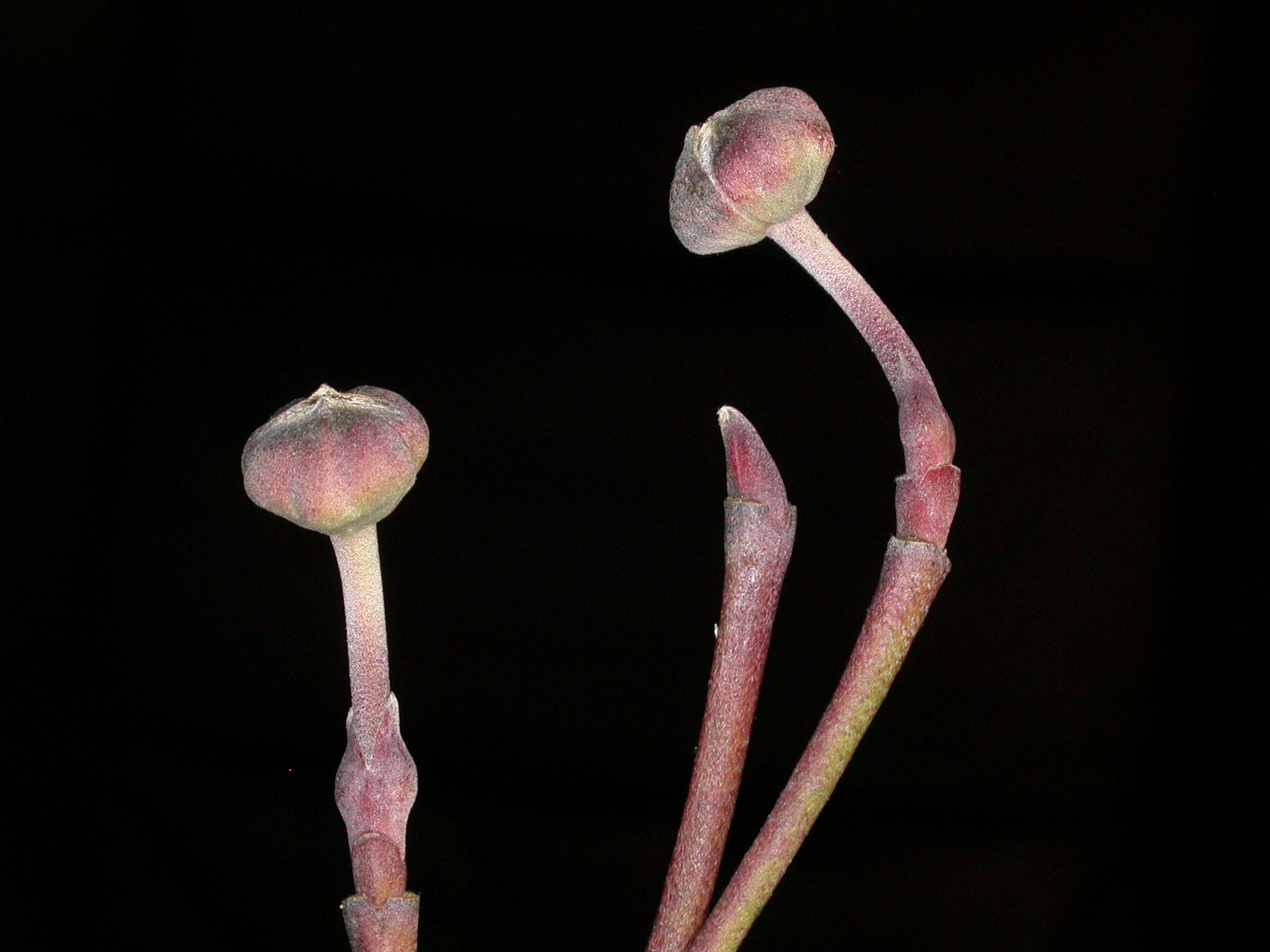 flowering dogwood – Woody Plants of Ohio