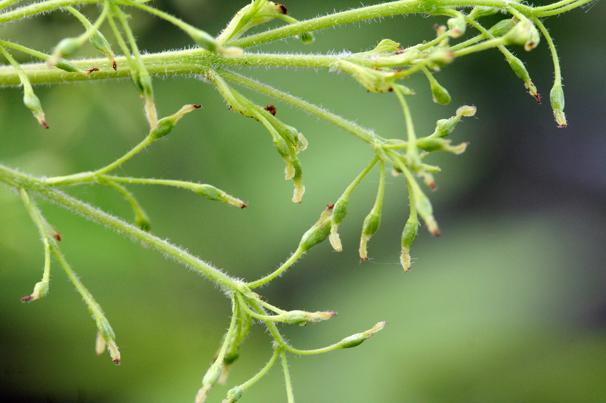 green ash – Woody Plants of Ohio