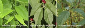Woody Plants of Ohio – Your online companion to ENR 3321: Biology and ...