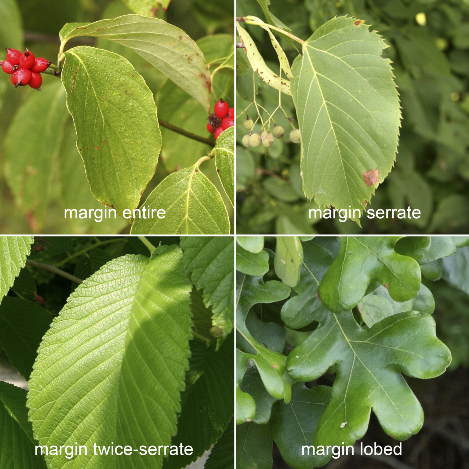Woody Plants of Ohio – Your online companion to ENR 3321: Biology and ...
