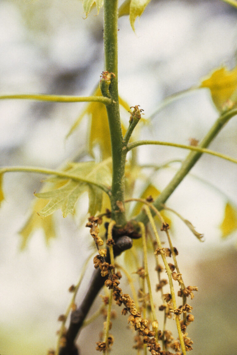 northern red oak – Woody Plants of Ohio