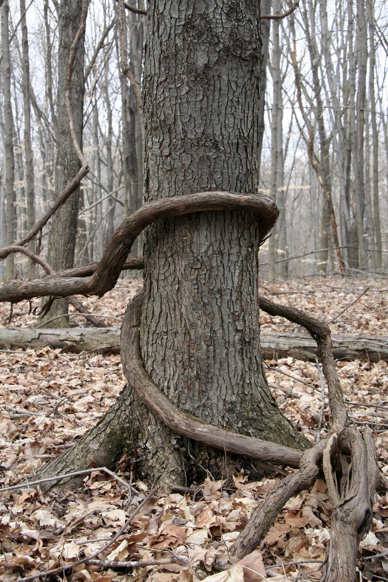 sugar maple – Woody Plants of Ohio