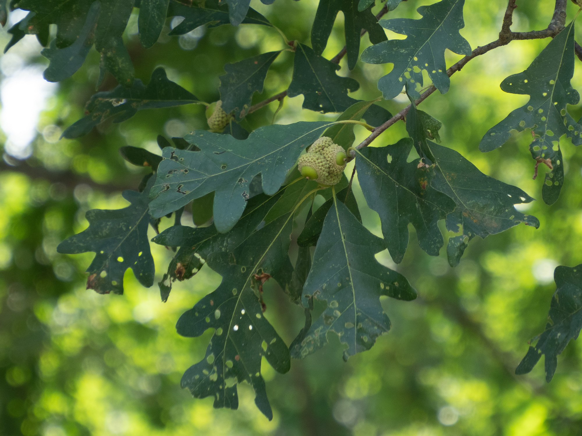 white oak – Woody Plants of Ohio