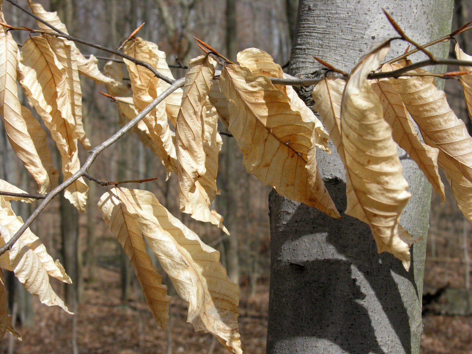 American beech – Woody Plants of Ohio