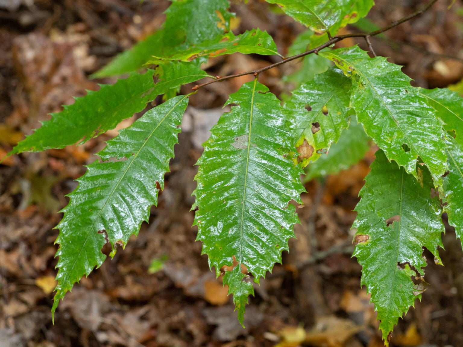 American chestnut – Woody Plants of Ohio