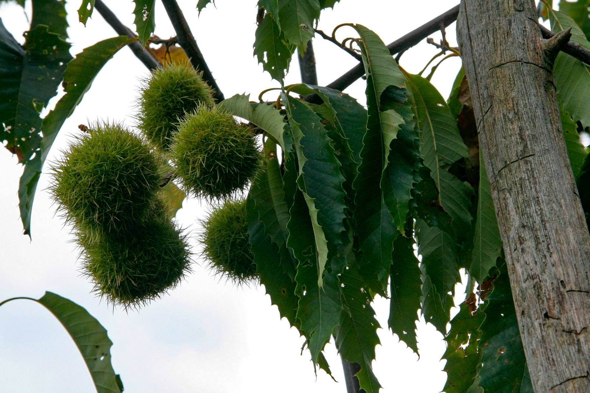 American chestnut – Woody Plants of Ohio