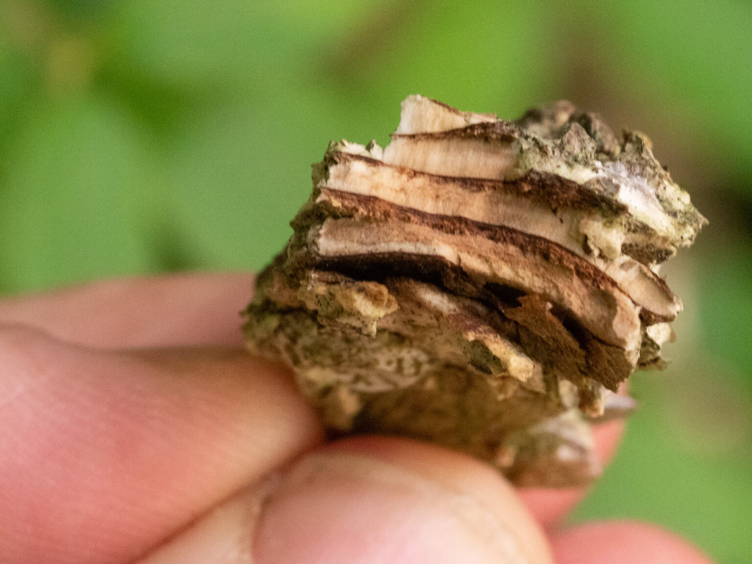 American elm & slippery elm – Woody Plants of Ohio