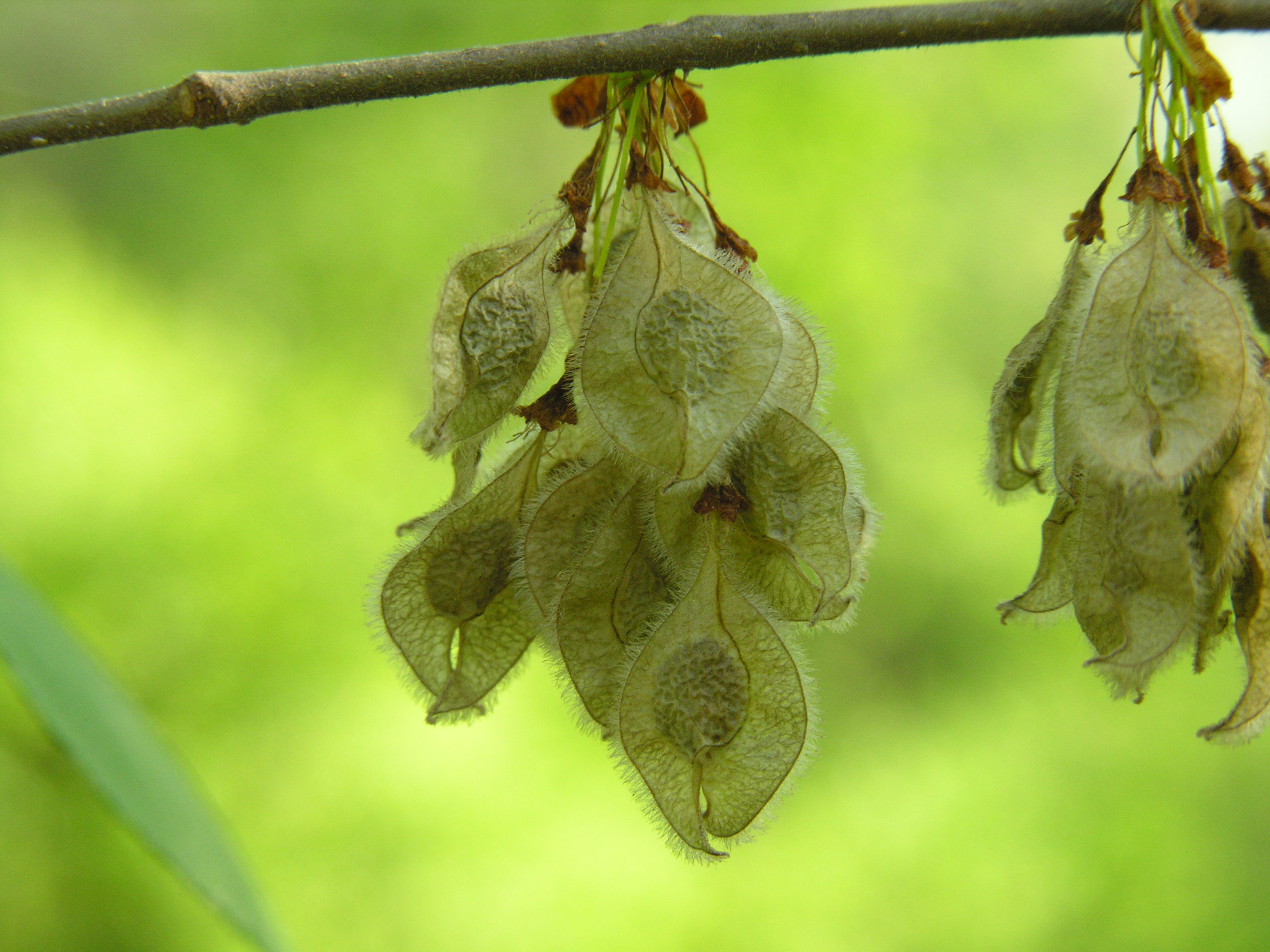 American elm & slippery elm – Woody Plants of Ohio