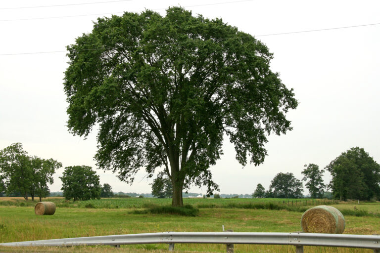 American elm & slippery elm – Woody Plants of Ohio