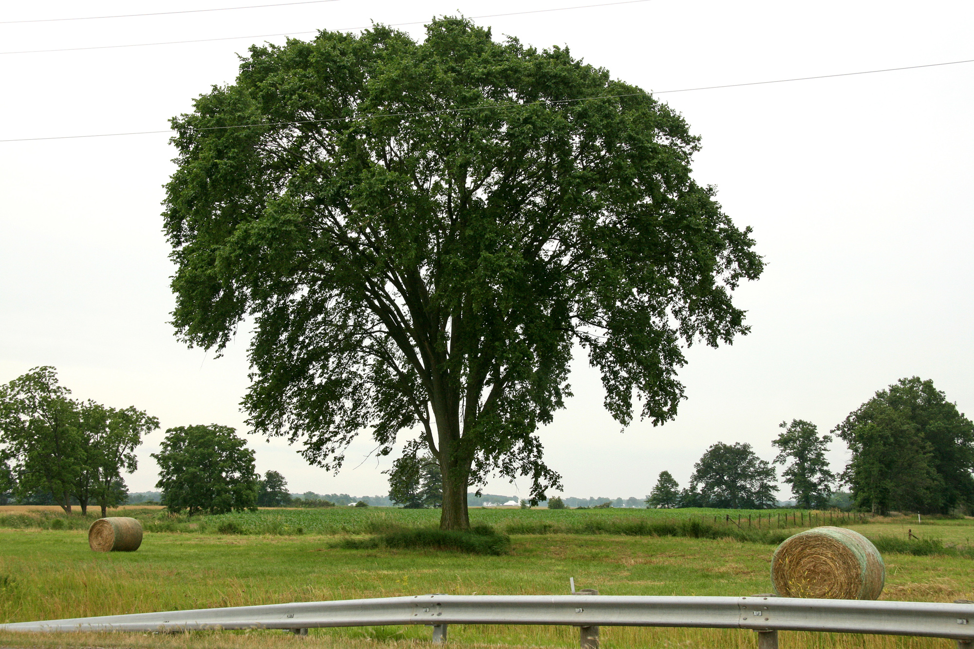 American elm & slippery elm – Woody Plants of Ohio