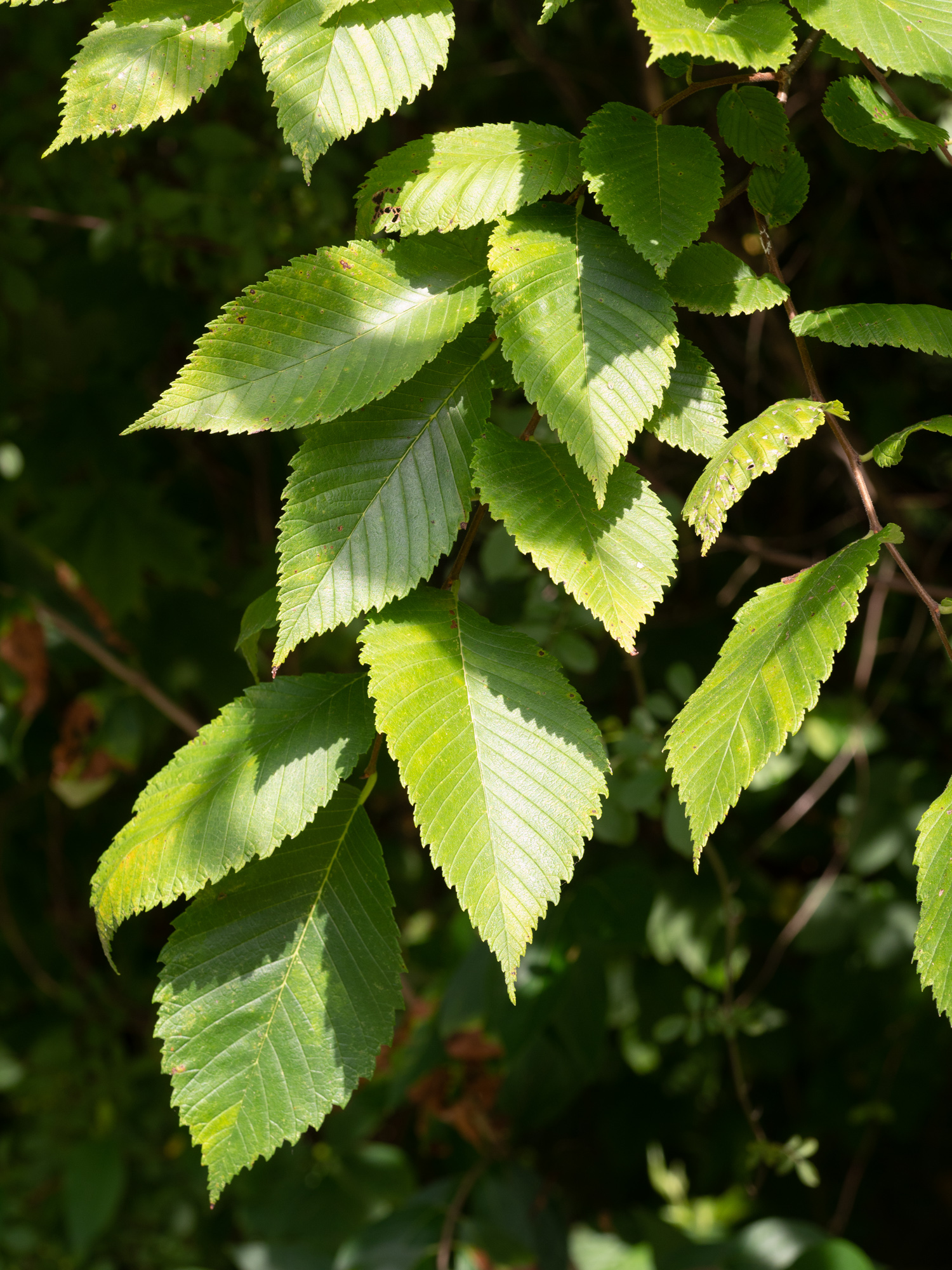 American elm & slippery elm – Woody Plants of Ohio