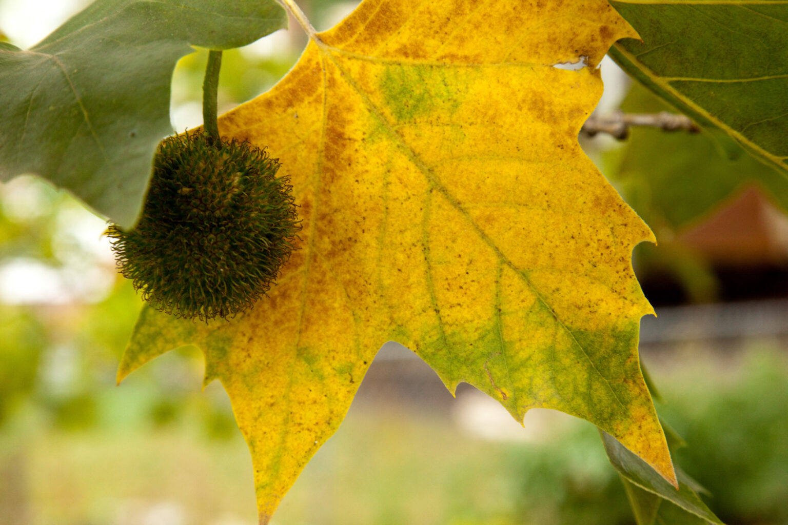 American sycamore – Woody Plants of Ohio