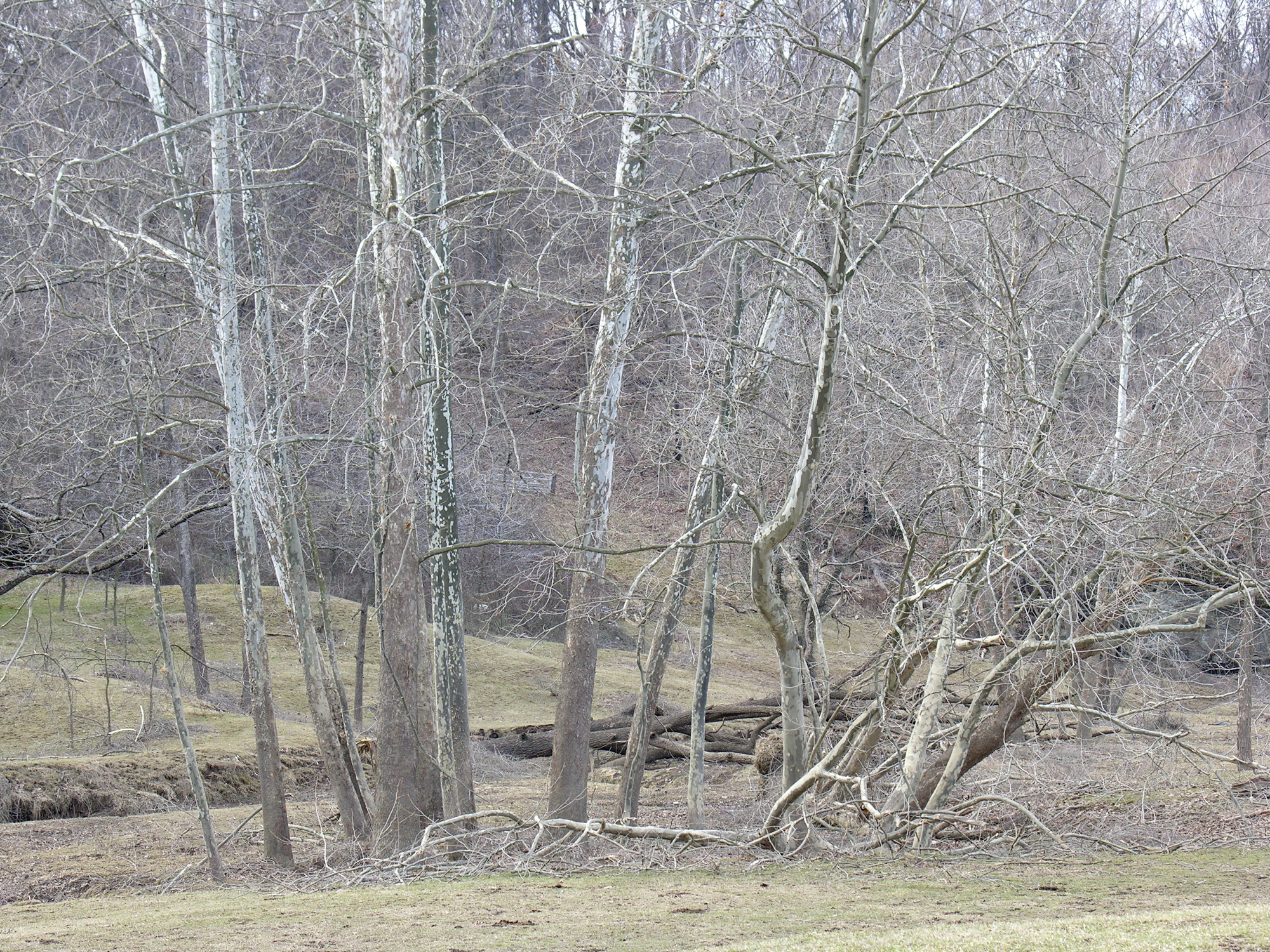 American sycamore – Woody Plants of Ohio