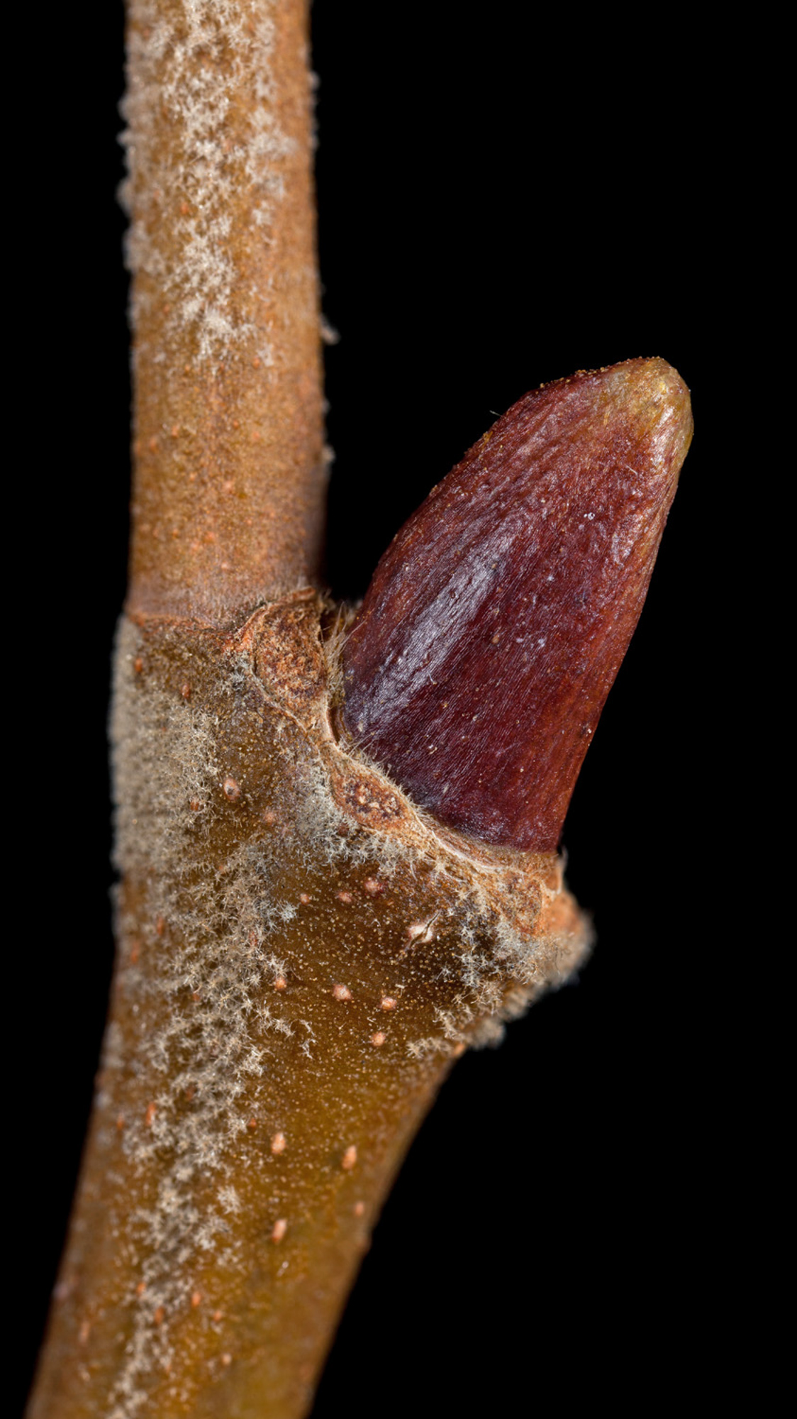 American sycamore – Woody Plants of Ohio