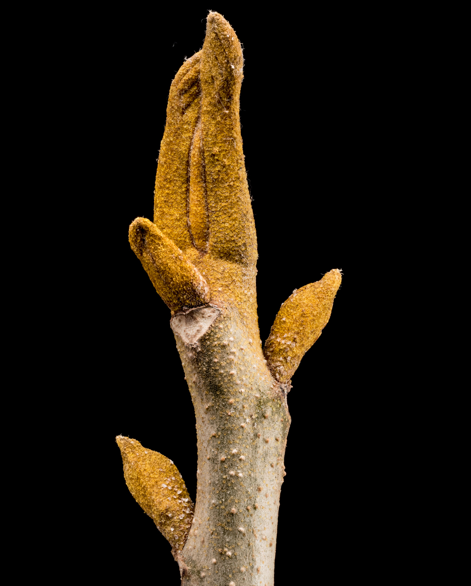bitternut hickory – Woody Plants of Ohio