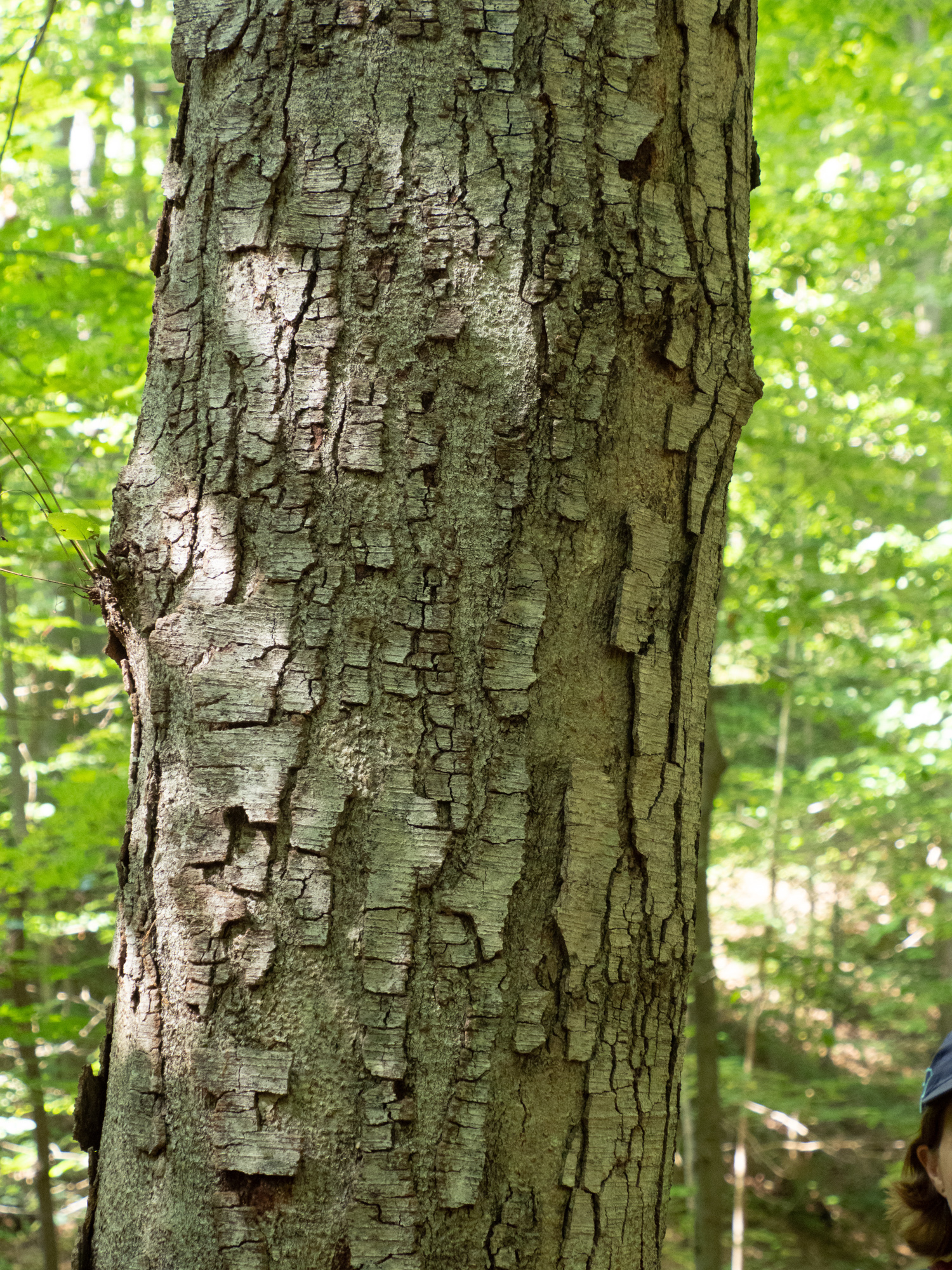 sweet birch – Woody Plants of Ohio