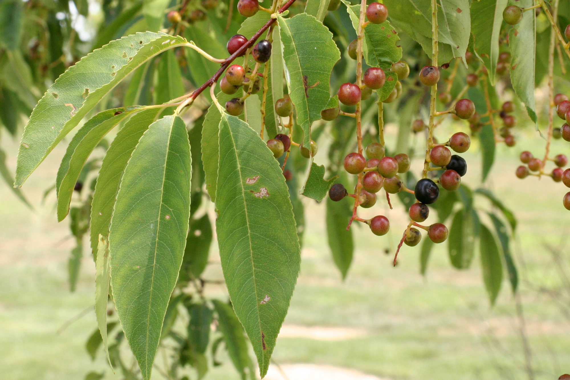 black cherry – Woody Plants of Ohio