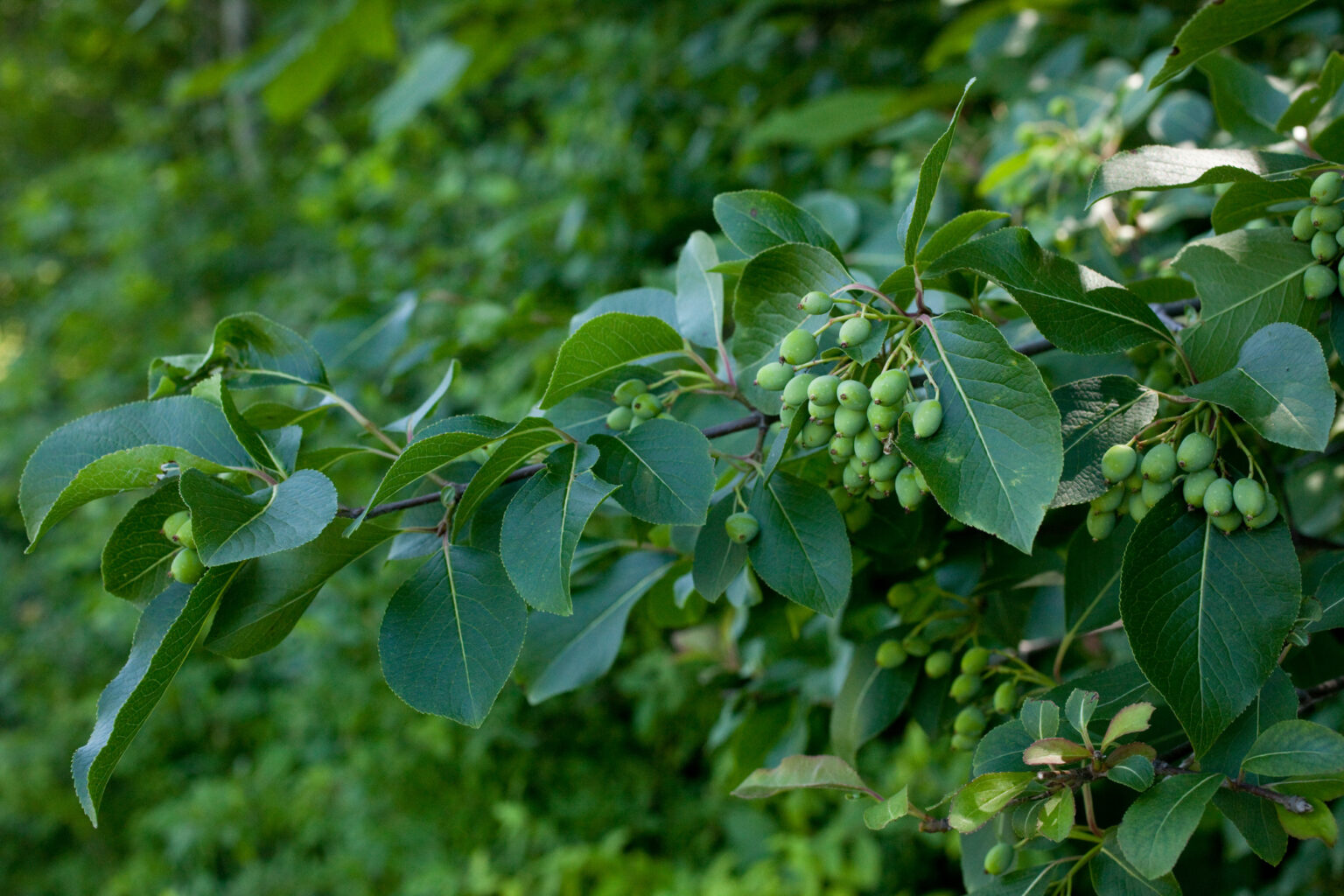 blackhaw – Woody Plants of Ohio