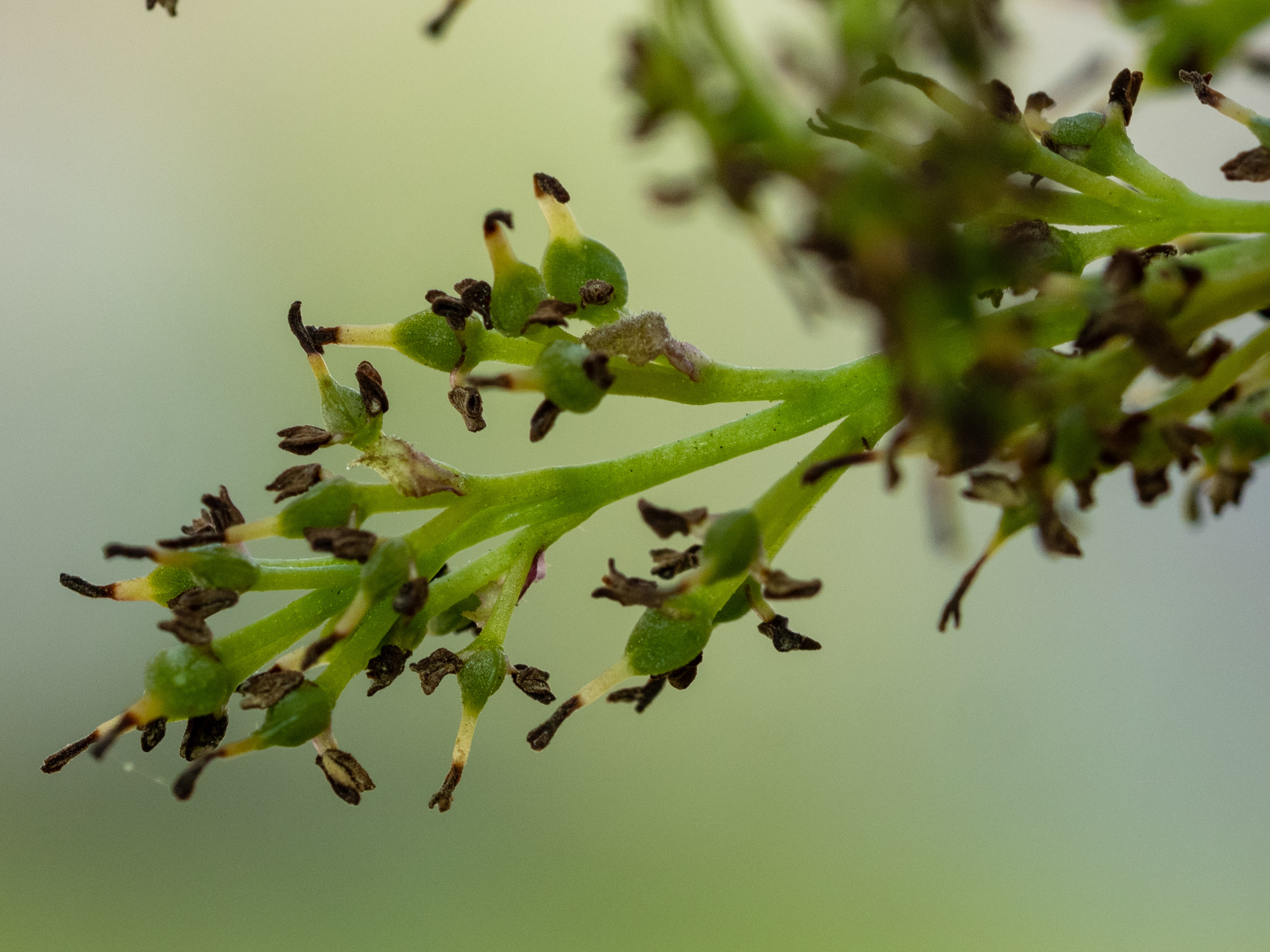 blue ash – Woody Plants of Ohio