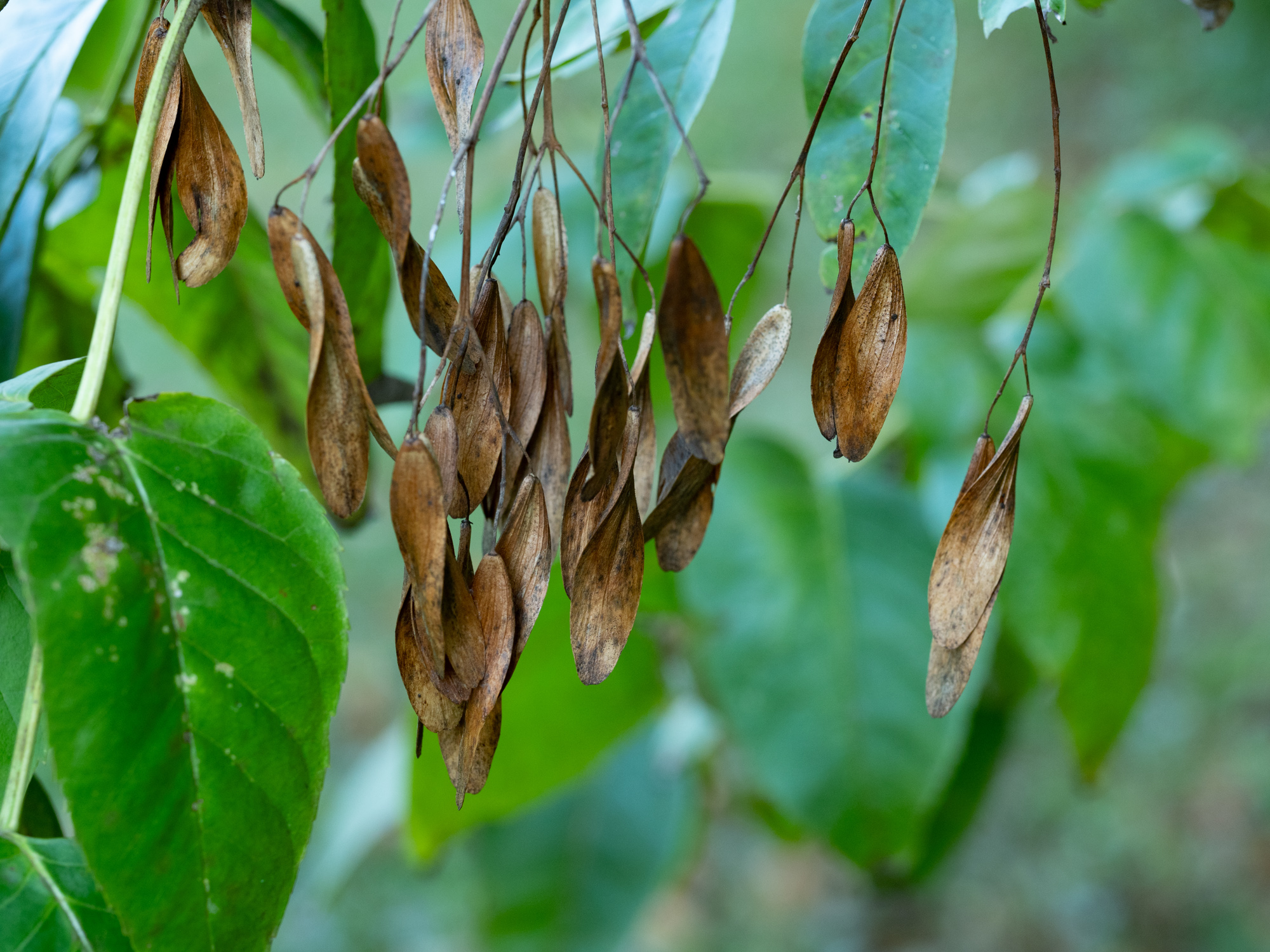 blue ash – Woody Plants of Ohio