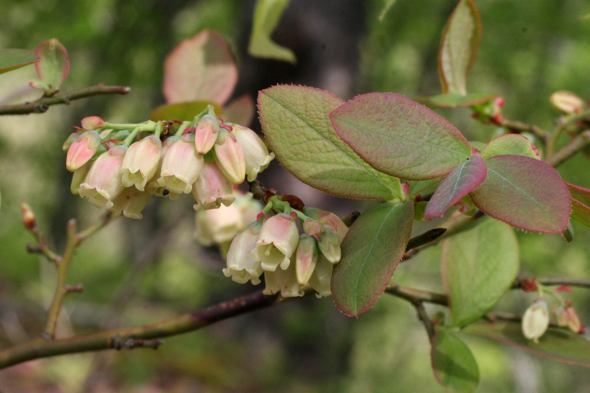 blueberry spp. – Woody Plants of Ohio