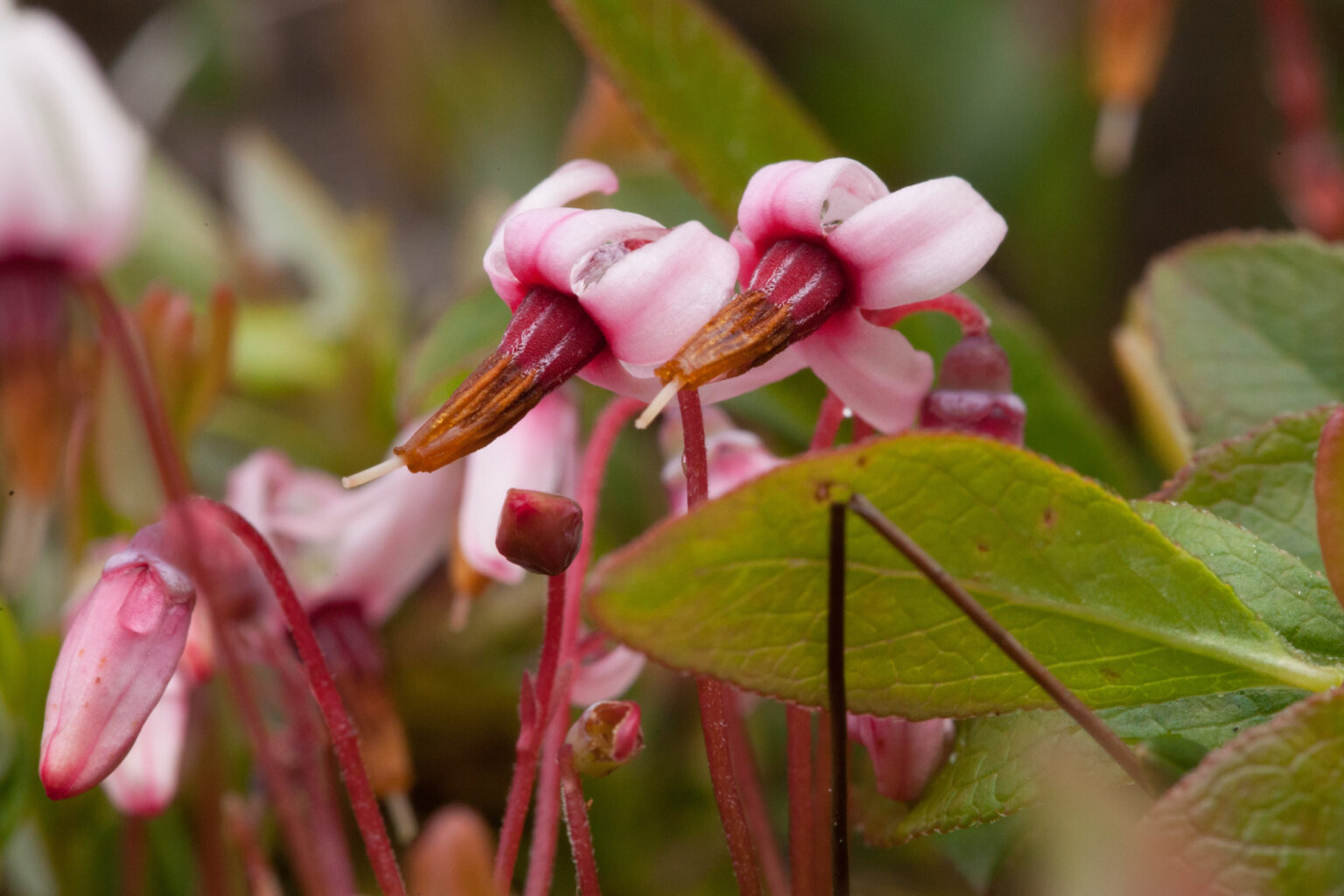 blueberry spp. – Woody Plants of Ohio