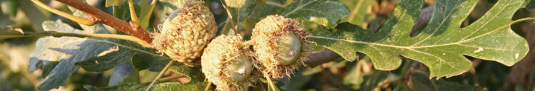 American elm & slippery elm – Woody Plants of Ohio