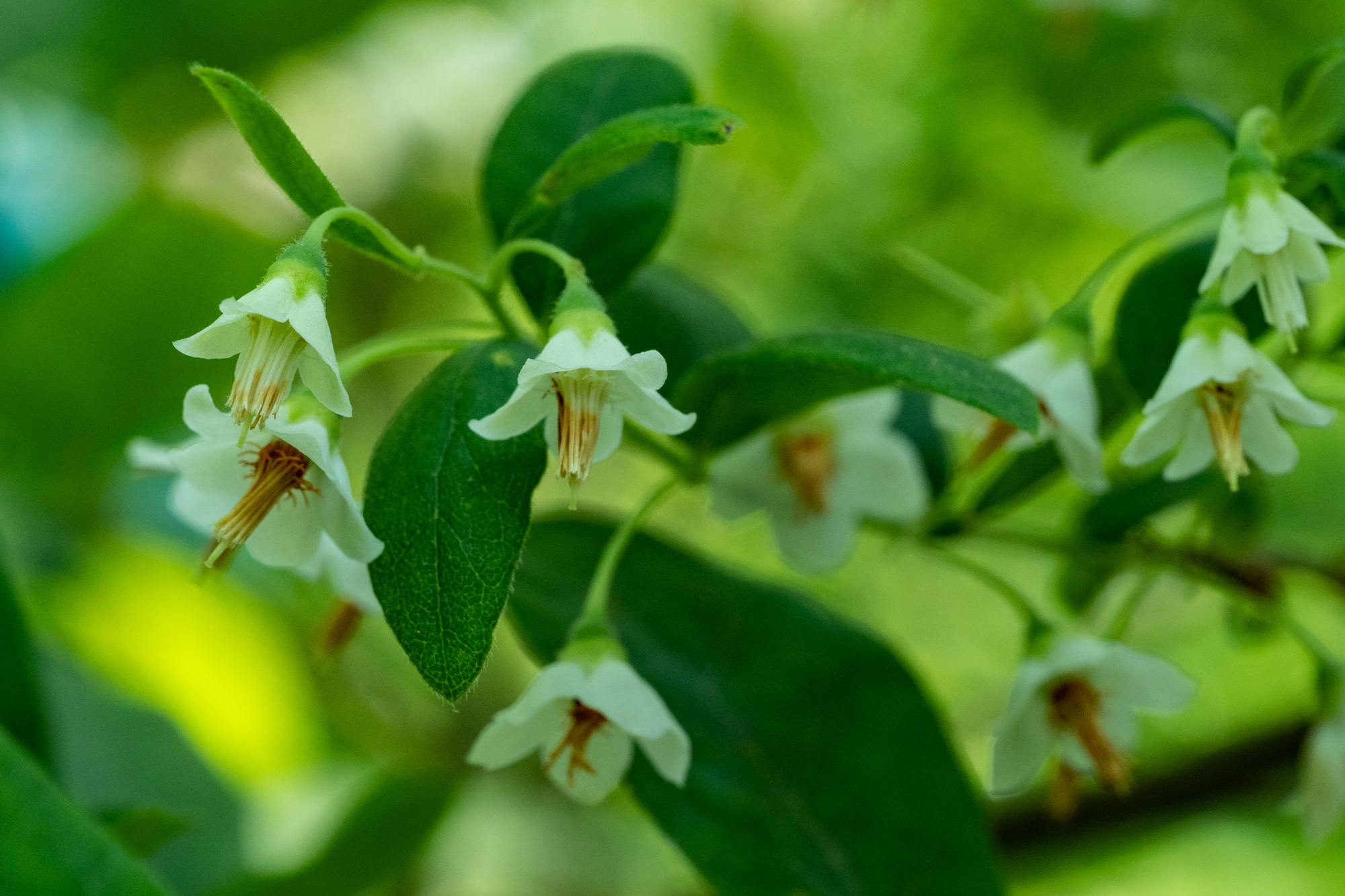 blueberry spp. – Woody Plants of Ohio