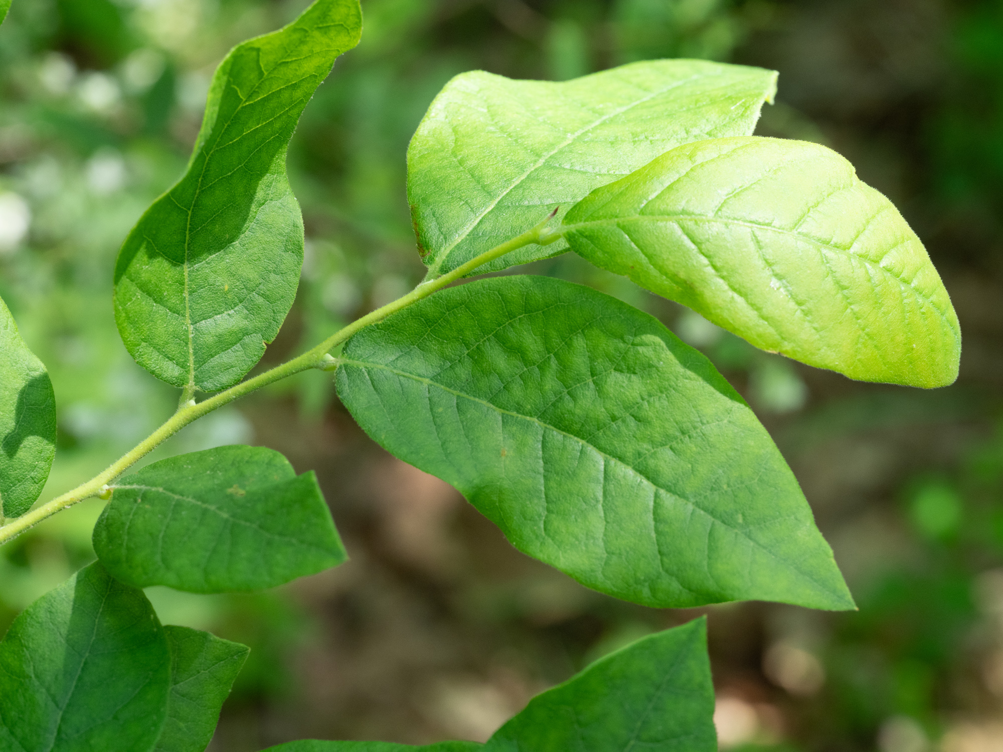 blueberry spp. – Woody Plants of Ohio