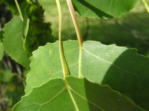eastern cottonwood – Woody Plants of Ohio