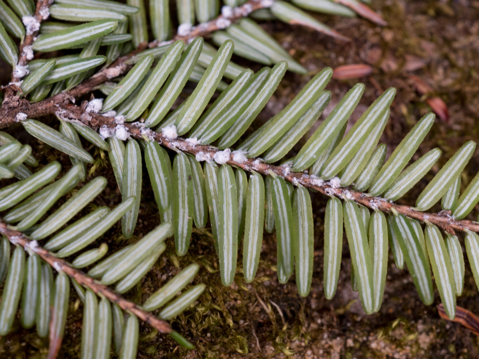 eastern hemlock – Woody Plants of Ohio
