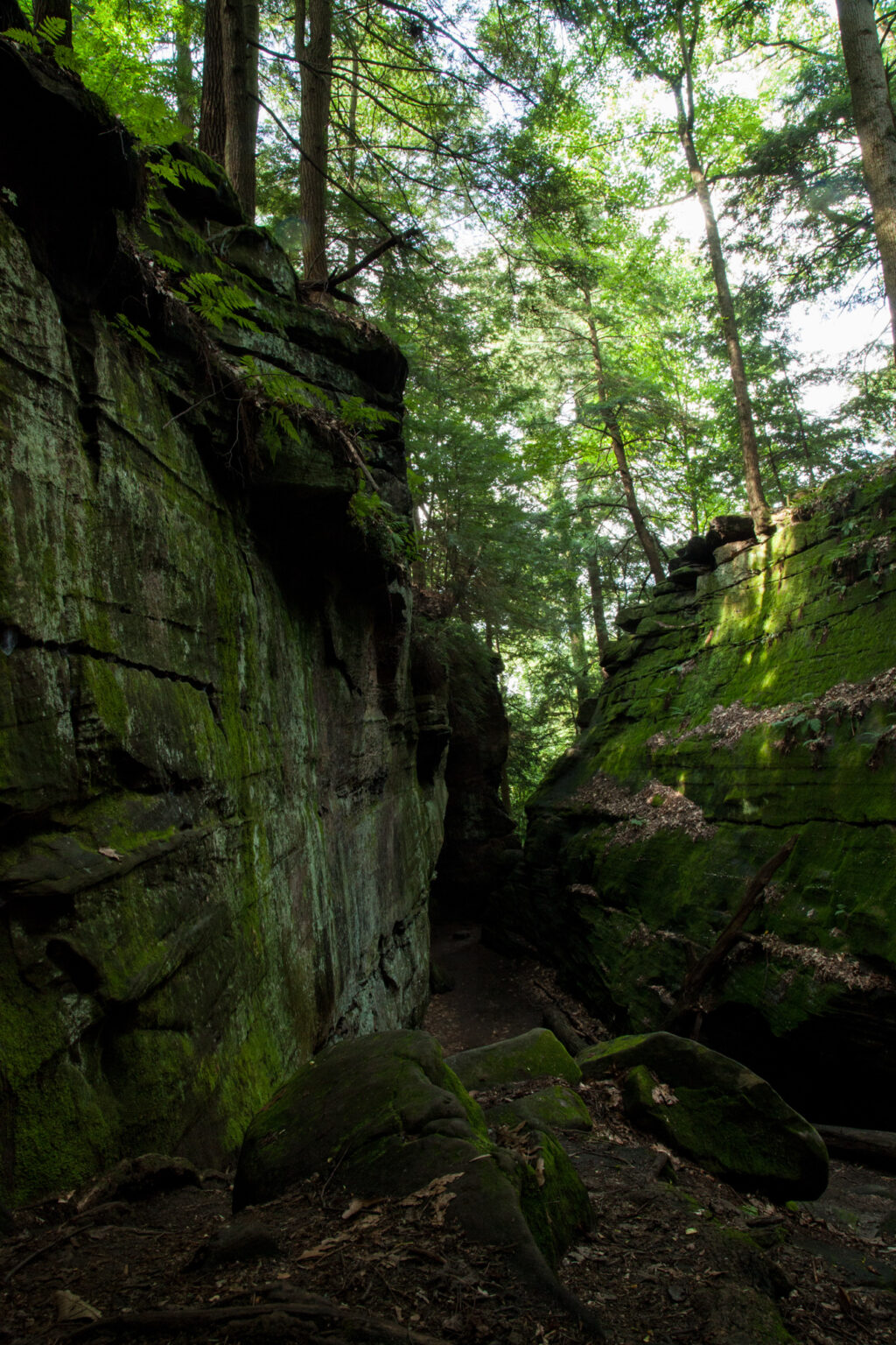 eastern hemlock – Woody Plants of Ohio