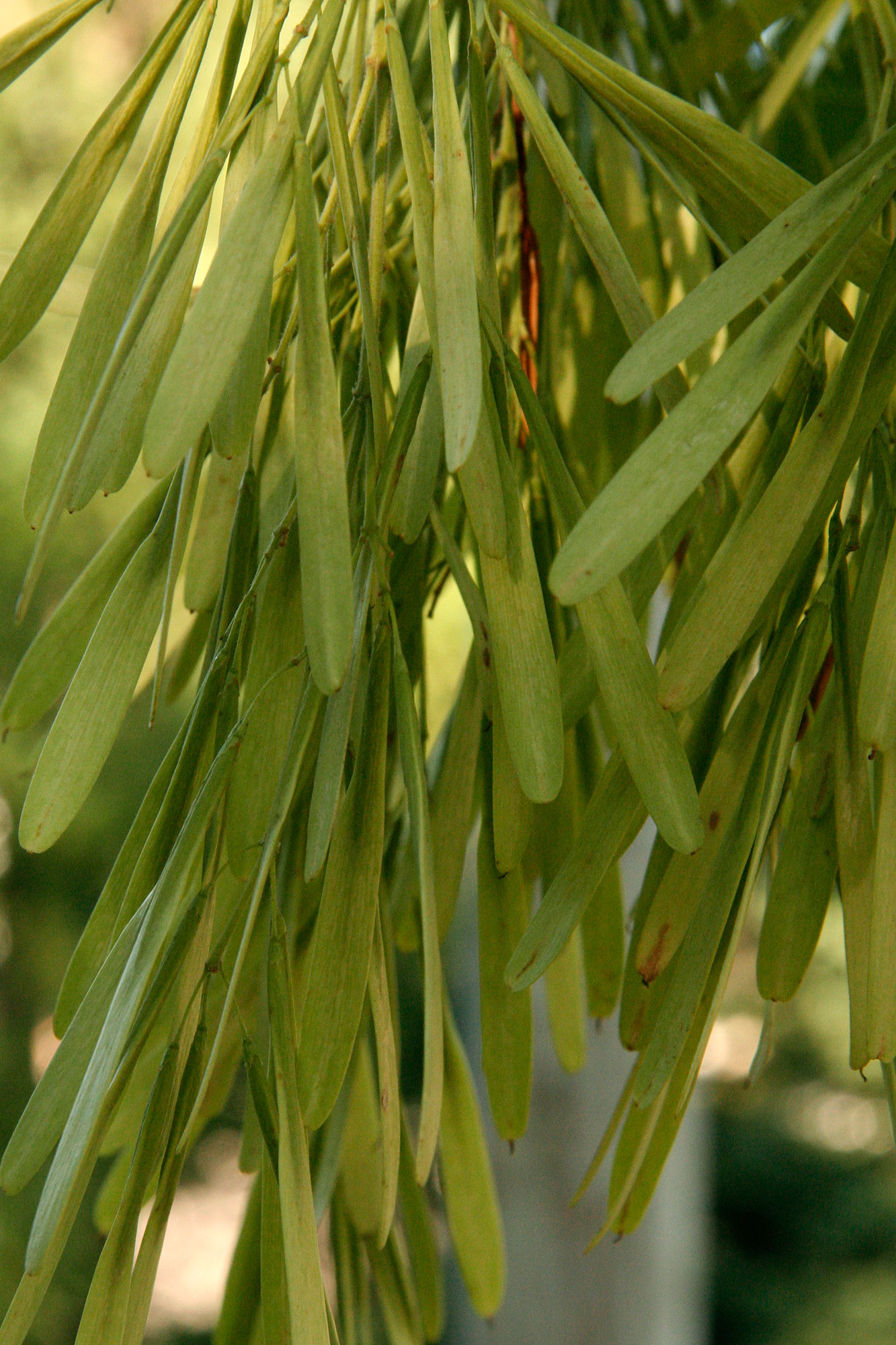 green ash – Woody Plants of Ohio