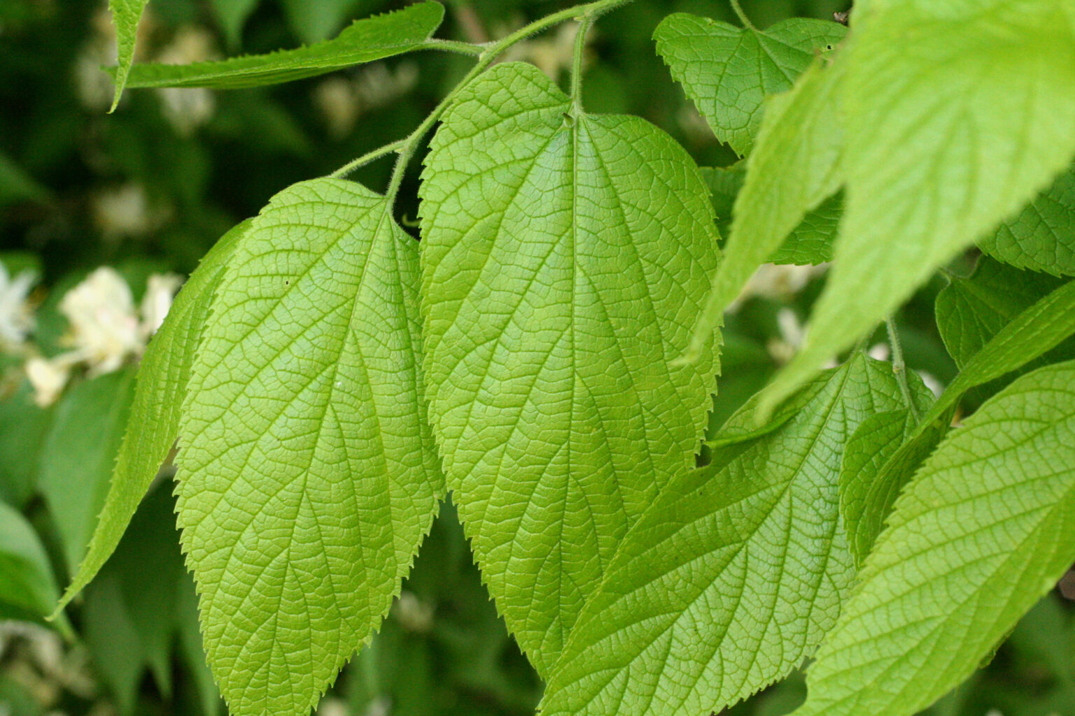 hackberry – Woody Plants of Ohio