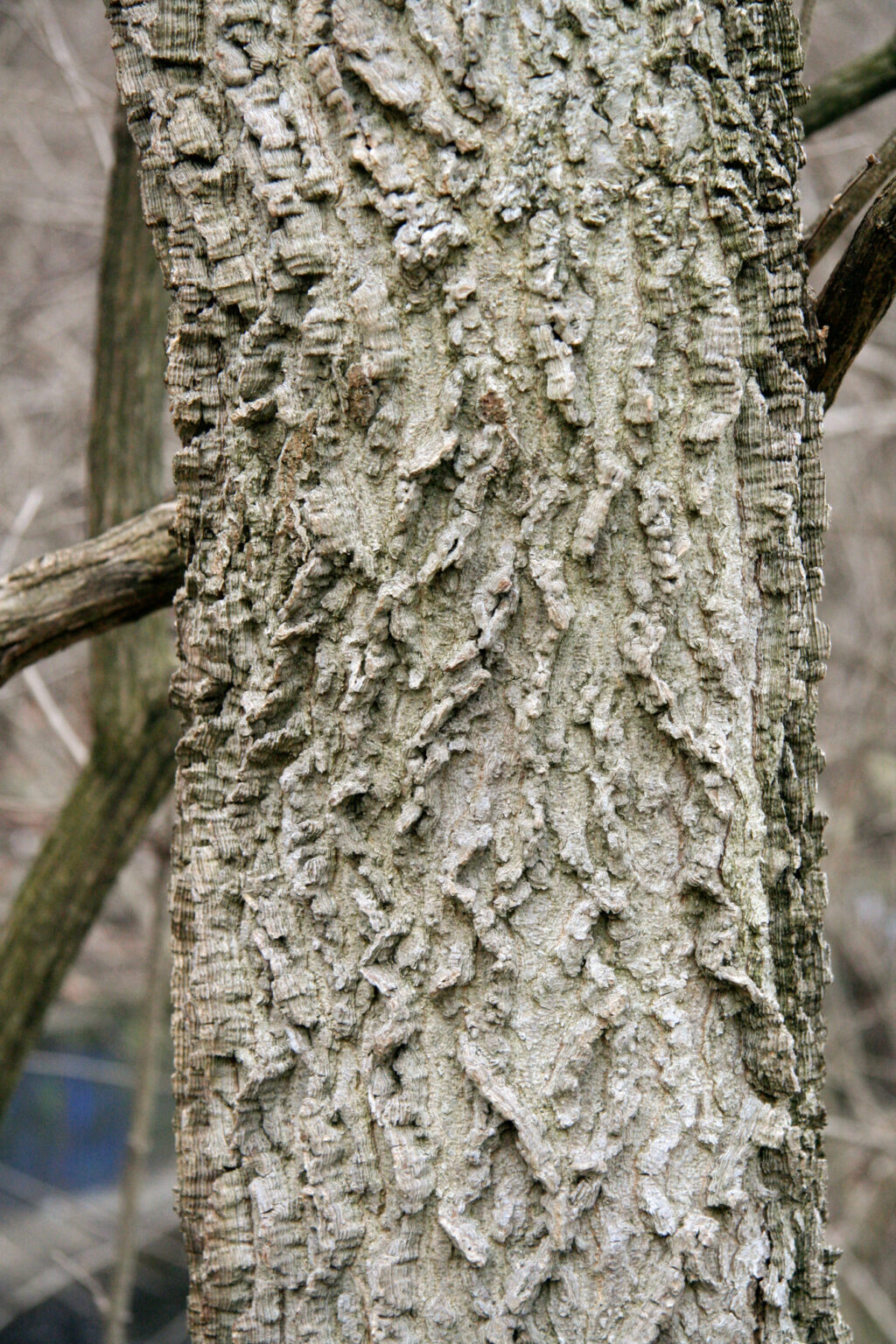 hackberry – Woody Plants of Ohio
