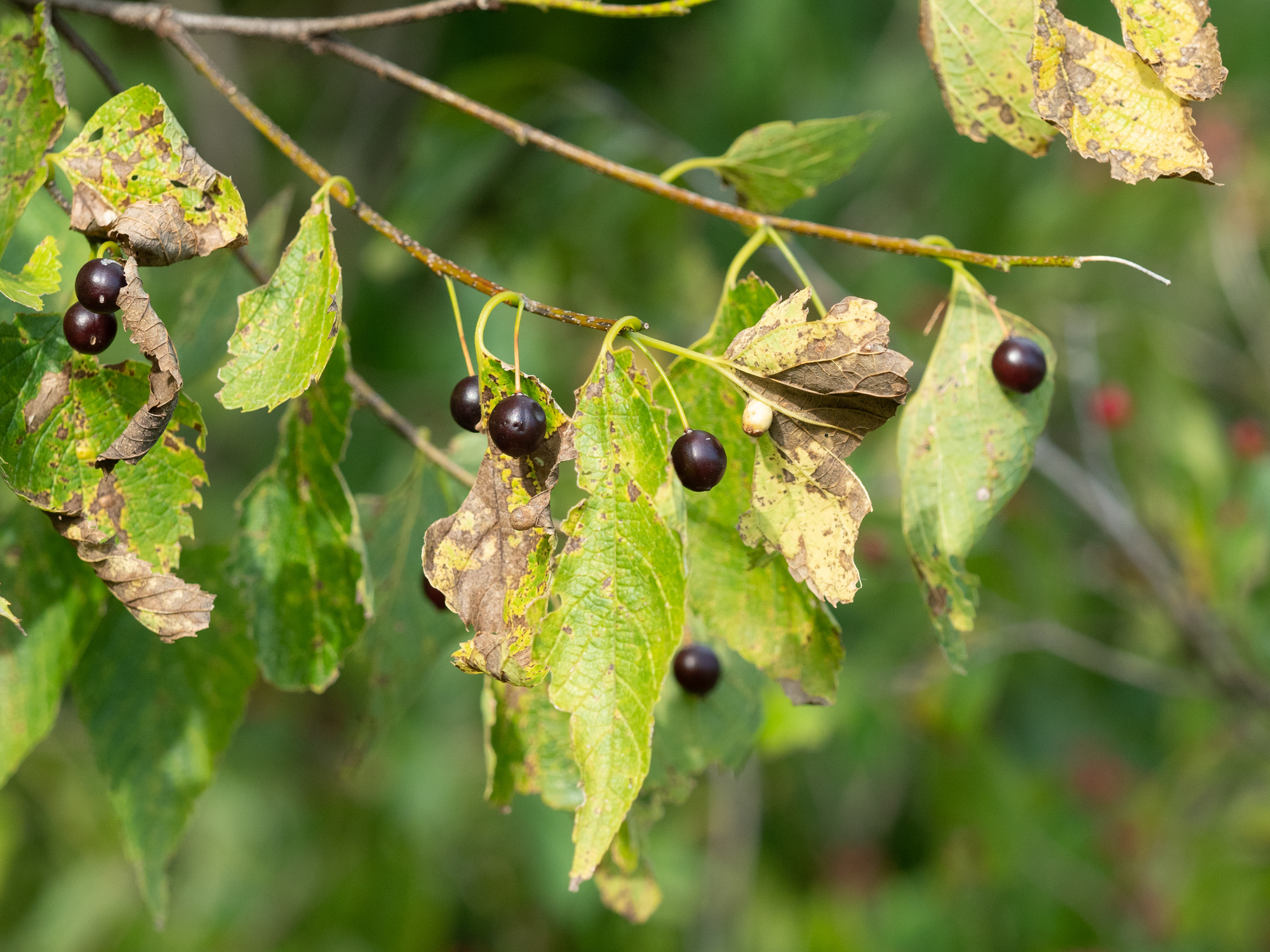 hackberry – Woody Plants of Ohio
